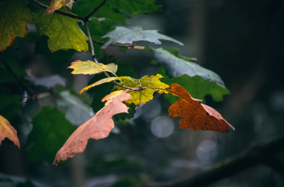 Why Fall Can Trigger Eczema, Dry Skin, and More: What You Need to Know ...